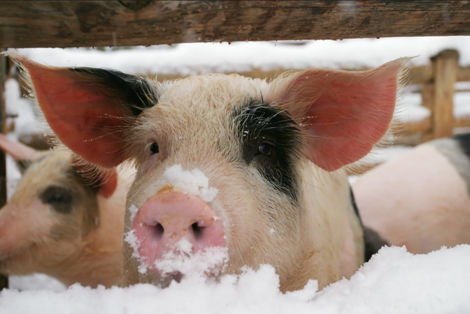 Livestock - Swine – SaferGro Online Store